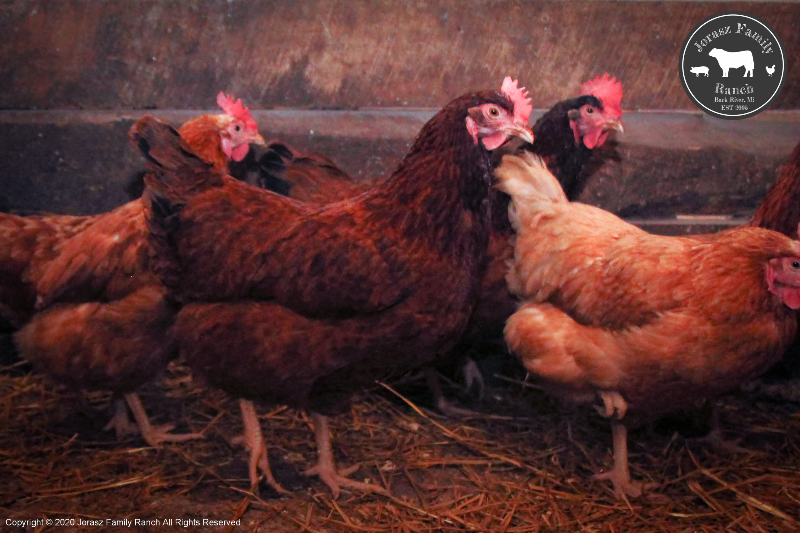 The Miraculous Chicken! 3/13/20 - JFRs Sovereign Acres, PMA